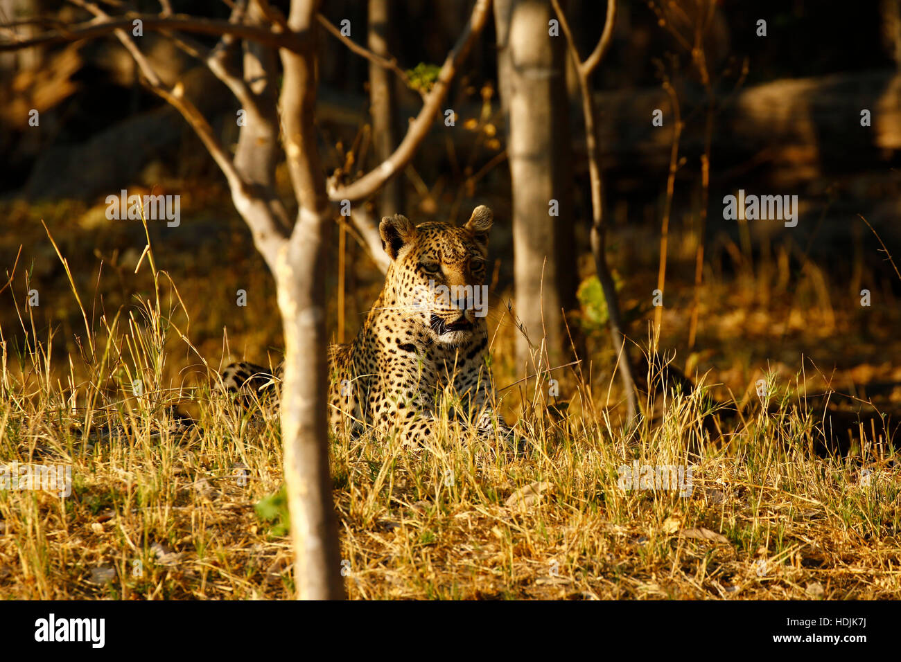 Beautiful Leopard in the wild a stunning big cat as they roam around ...