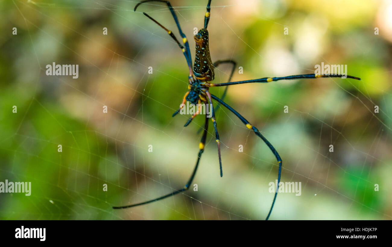 Nephila maculata on spider net, Gam Island, West Papuan, Raja Ampat ...