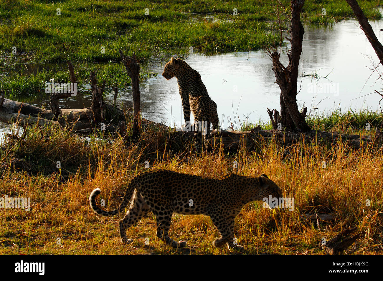 Lifespan of a fact hi-res stock photography and images - Alamy
