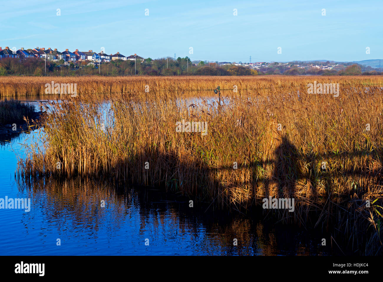 Radipole nature reserve hi-res stock photography and images - Alamy