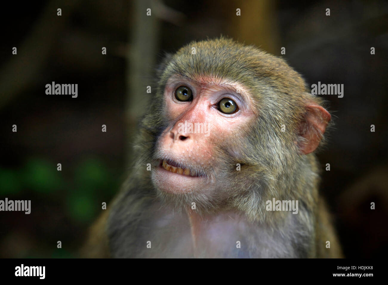 Portrait of the monkey. Park of monkeys in Indonesia. Bali Stock Photo ...