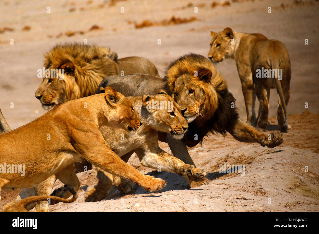 Pride Of Lions Images Lion Wikipedia