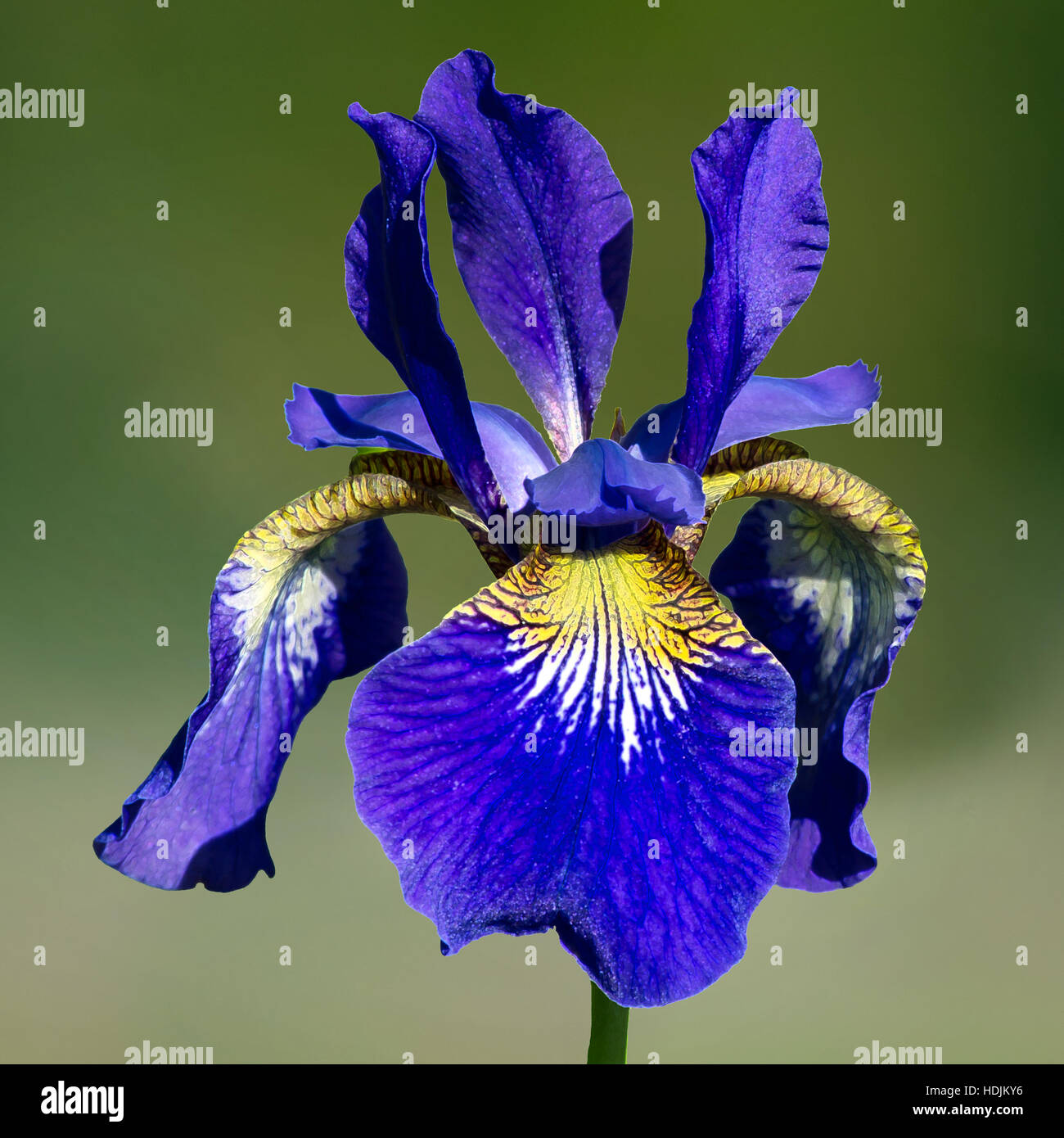 Siberian iris iris sibirica blooming hi-res stock photography and ...