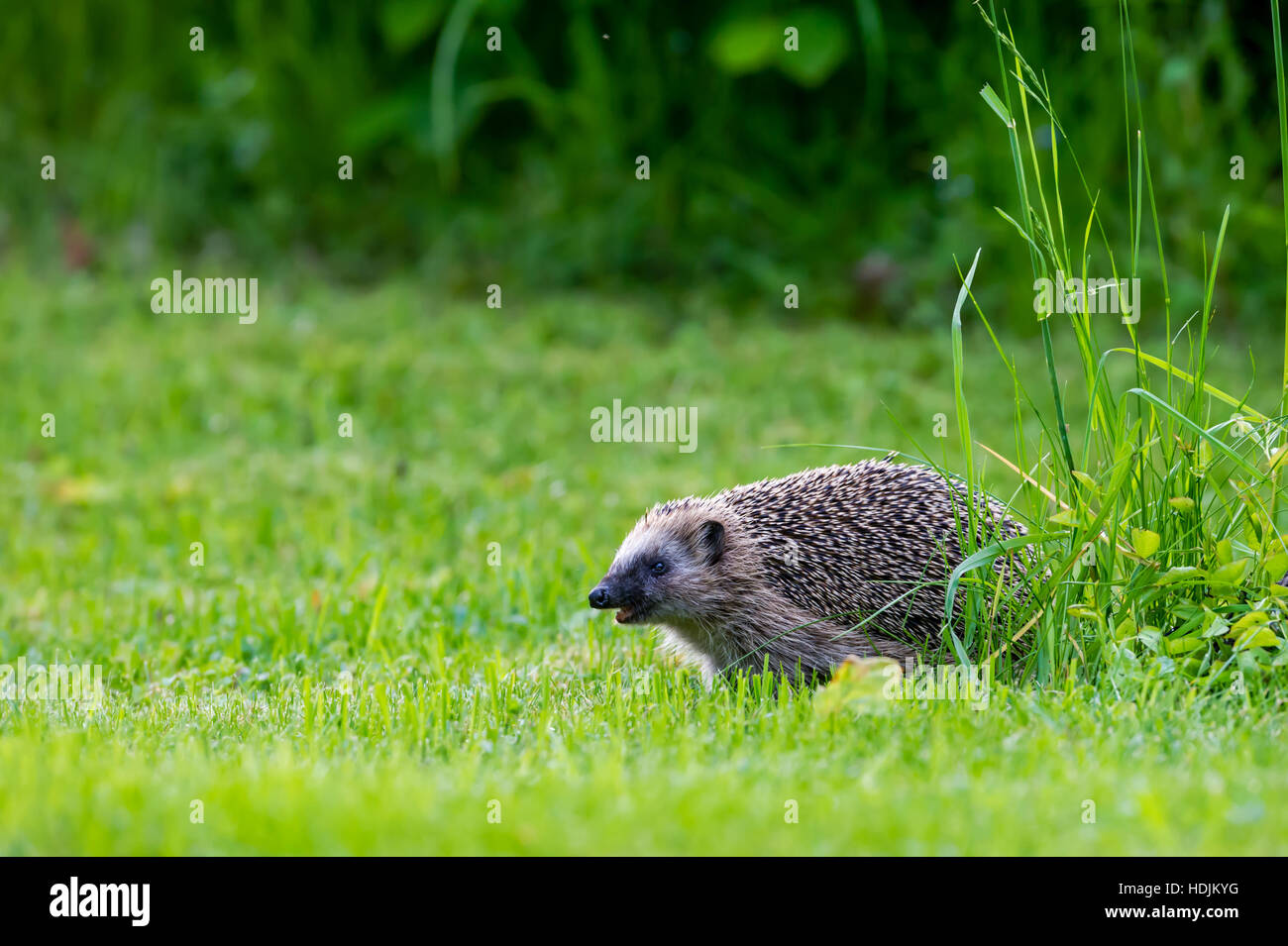 The European hedgehog also known as common hedgehog and a favourite in ...