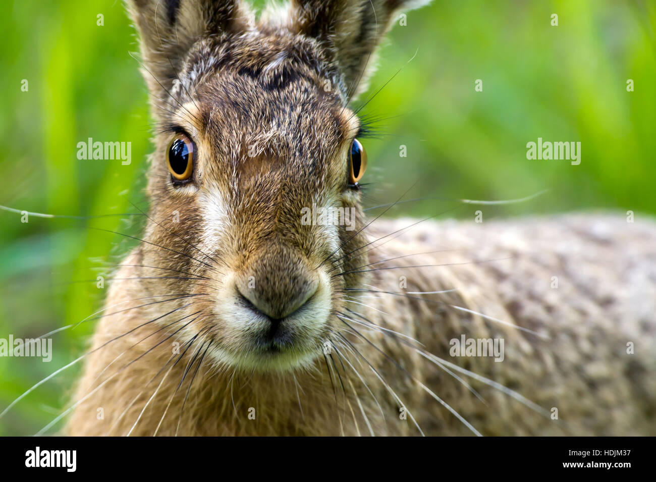 European hare lepus europaeus hi-res stock photography and images - Alamy