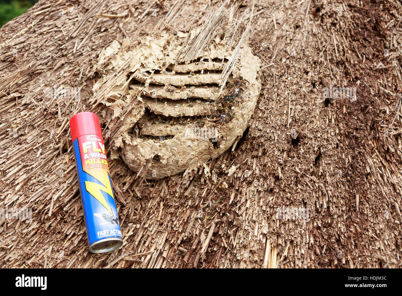 detail of wasps nest structure in thatched roof pest control with dead ...