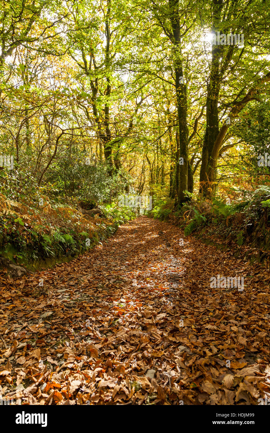 Autumn in the Pengelli Forest, Pembrokeshire Stock Photo - Alamy