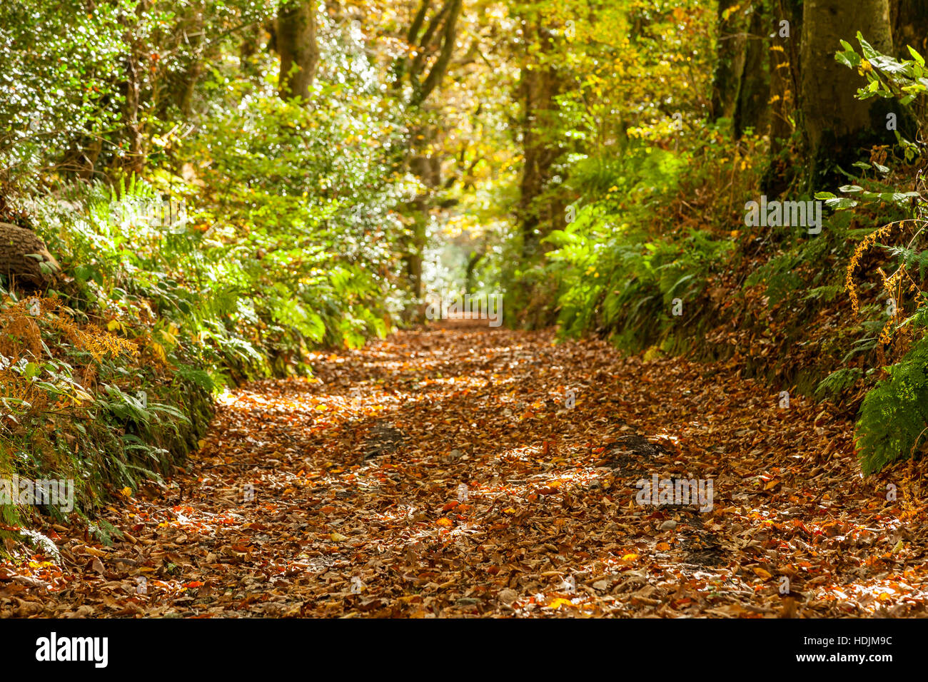 Pengelli forest hi-res stock photography and images - Alamy