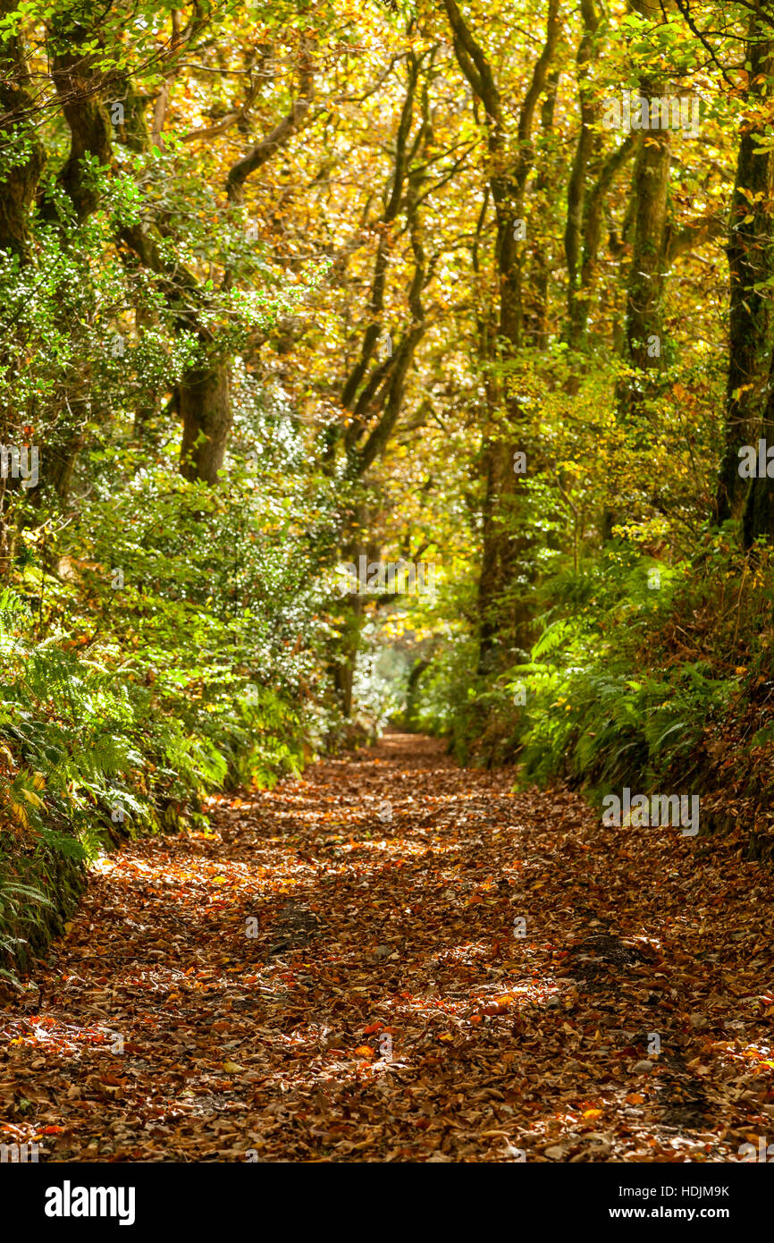 Pengelli forest hi-res stock photography and images - Alamy