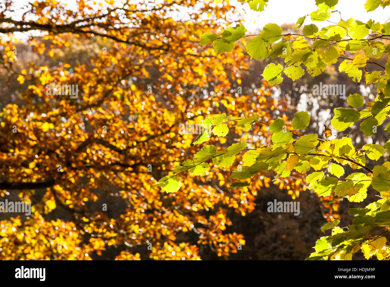 Pengelli forest hi-res stock photography and images - Alamy
