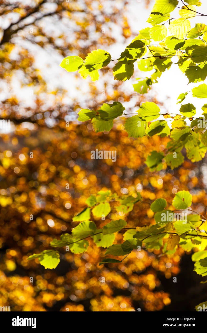 Autumn in the Pengelli Forest, Pembrokeshire Stock Photo - Alamy