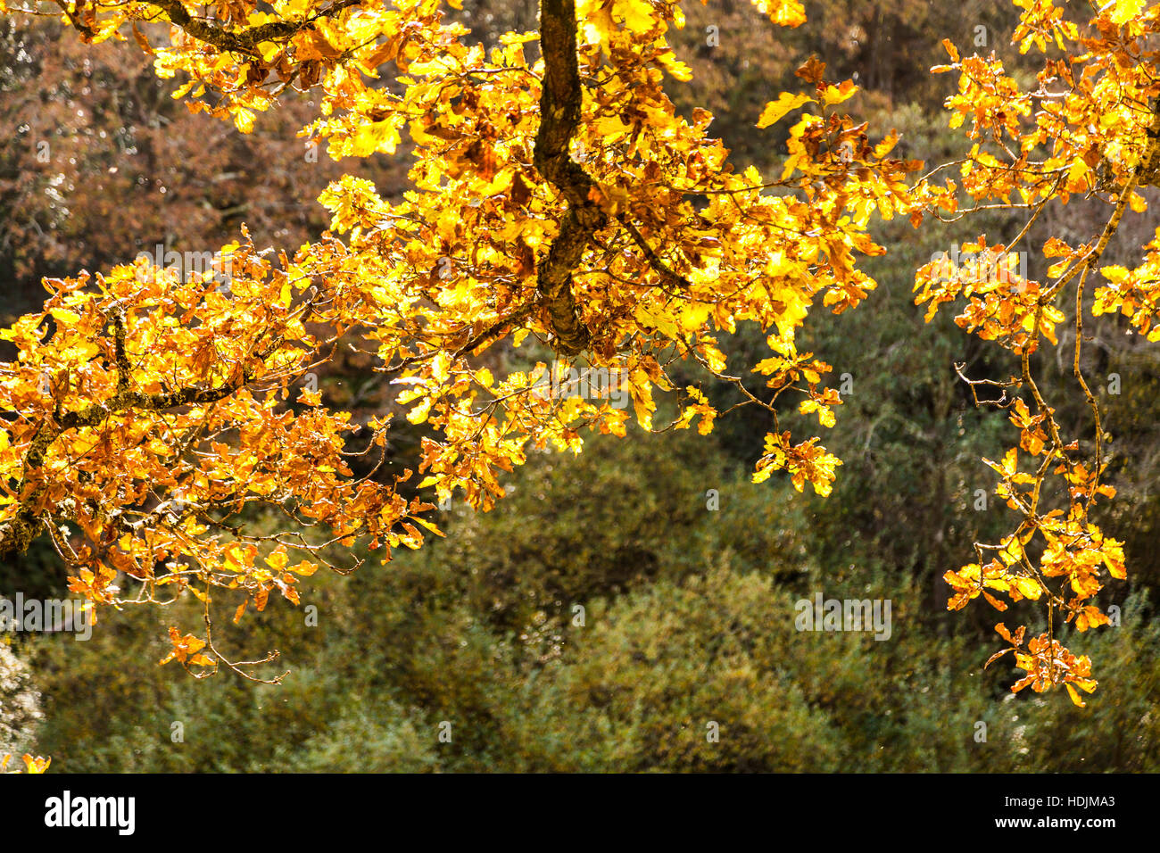 Pengelli forest hi-res stock photography and images - Alamy