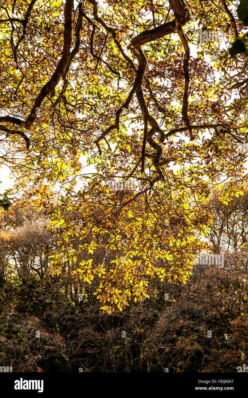 Pengelli forest hi-res stock photography and images - Alamy