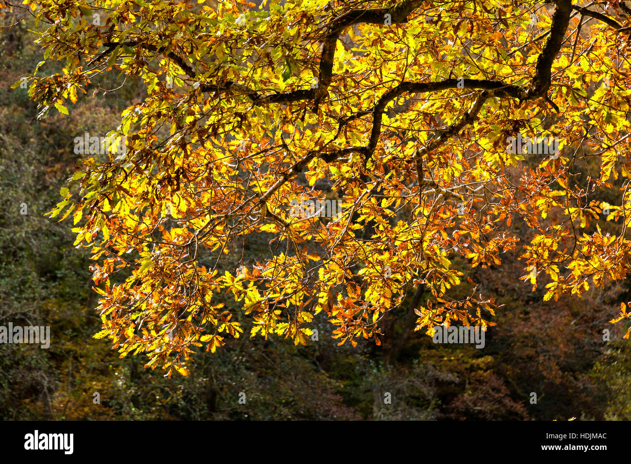 Pengelli forest hi-res stock photography and images - Alamy