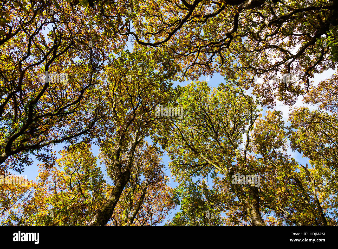 Pengelli forest hi-res stock photography and images - Alamy