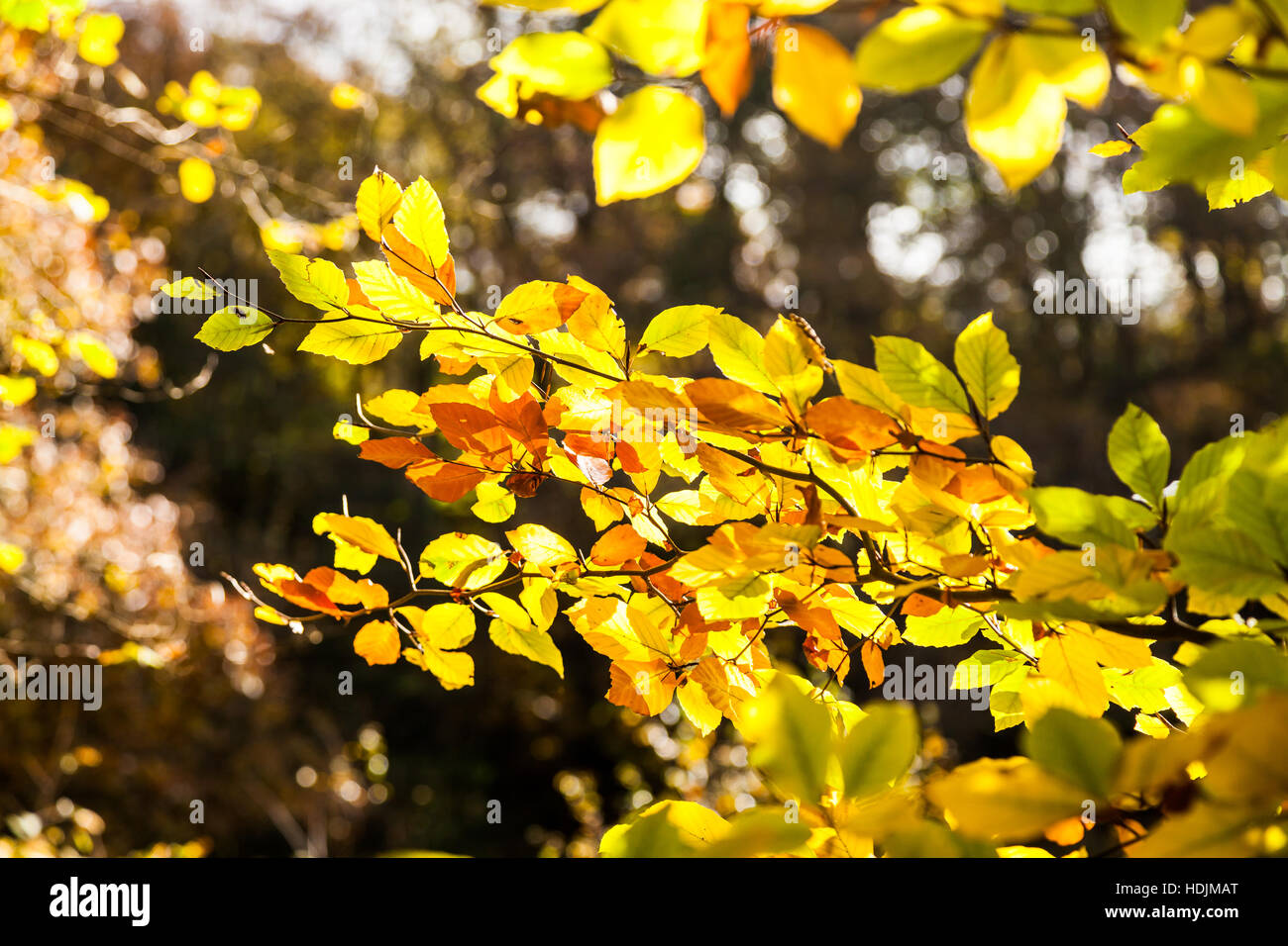 Autumn in the Pengelli Forest, Pembrokeshire Stock Photo - Alamy