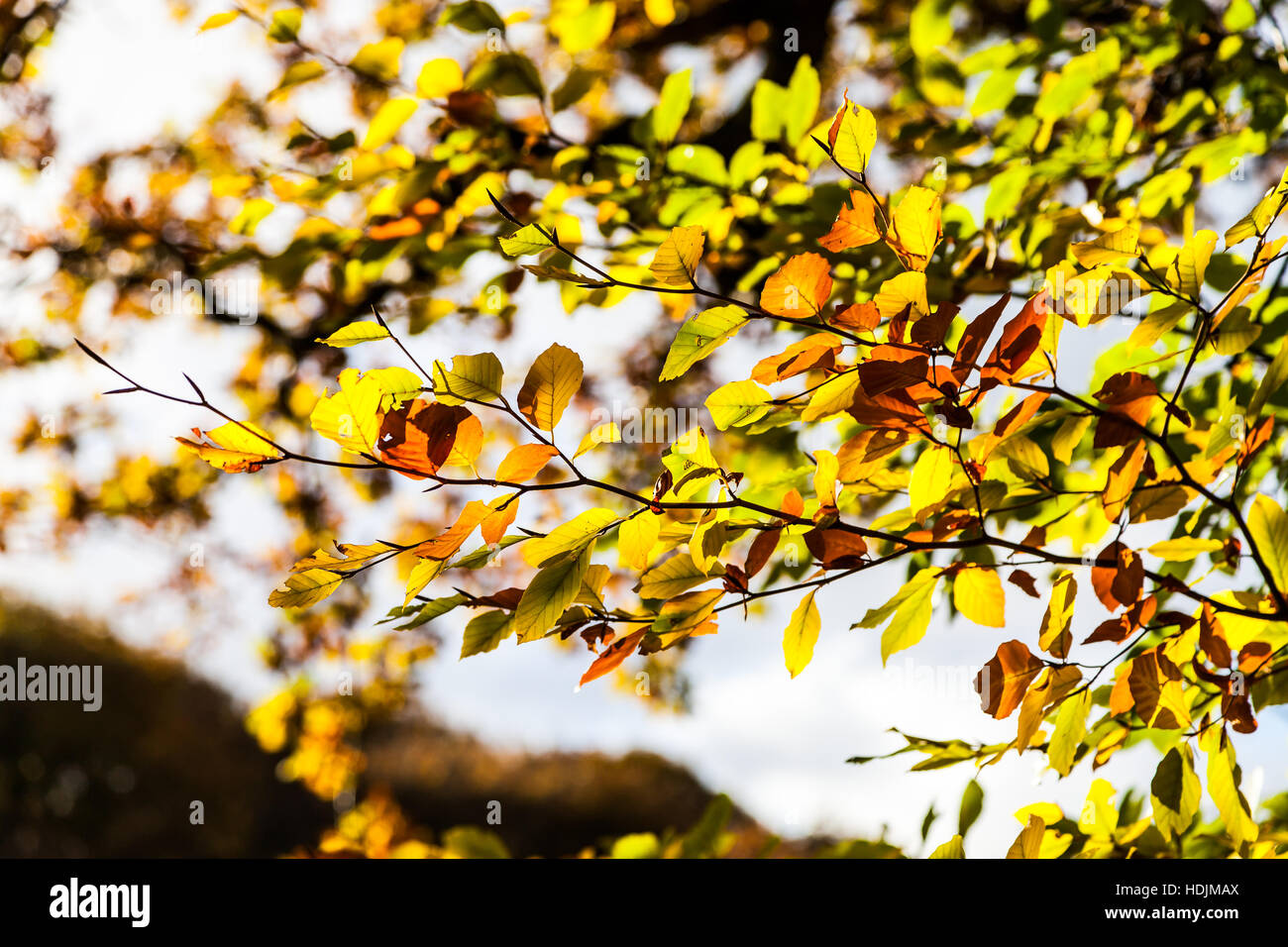 Autumn in the Pengelli Forest, Pembrokeshire Stock Photo - Alamy