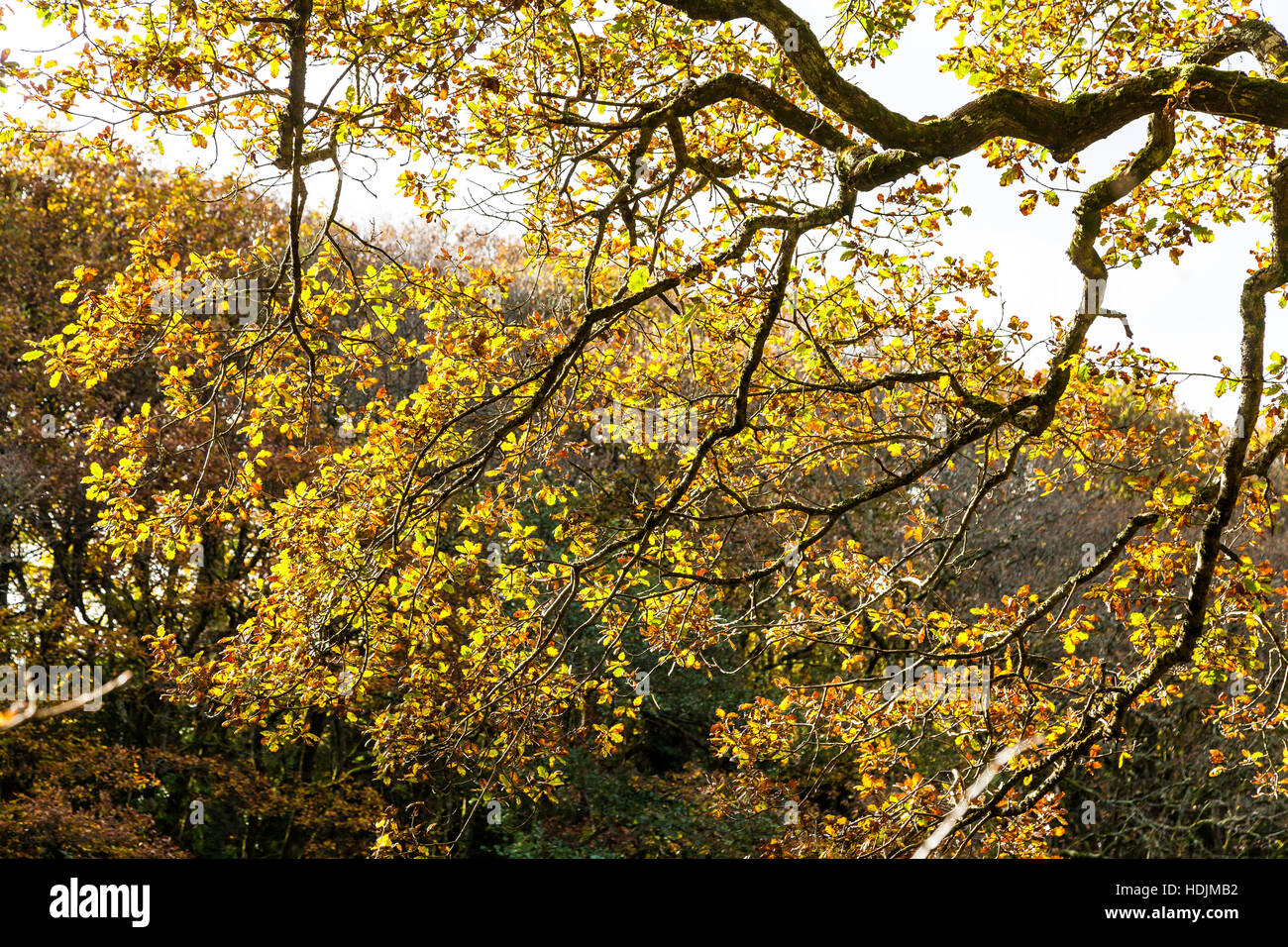 Pengelli forest hi-res stock photography and images - Alamy
