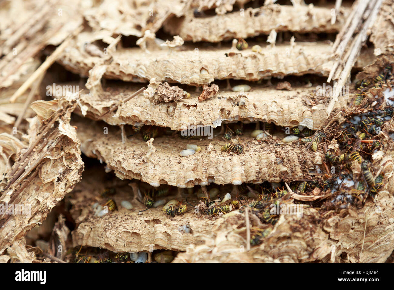 detail of wasps nest structure in thatched roof with dead wasps and ...