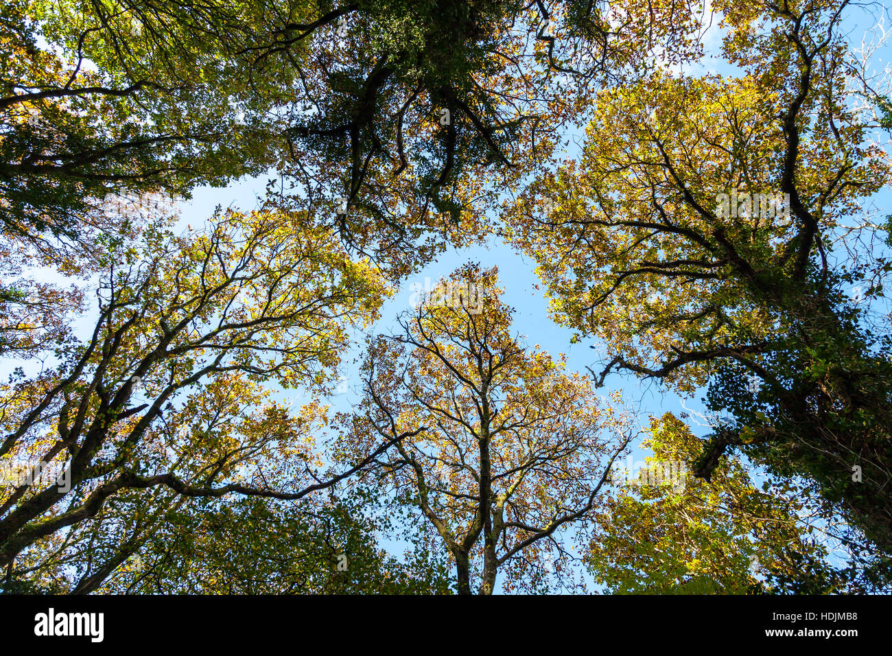 Autumn in the Pengelli Forest, Pembrokeshire Stock Photo - Alamy