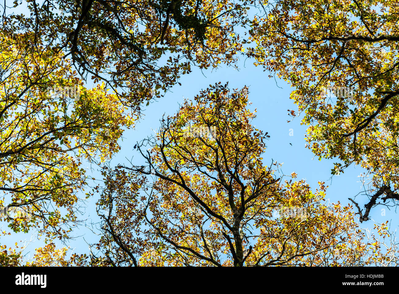 Autumn in the Pengelli Forest, Pembrokeshire Stock Photo - Alamy
