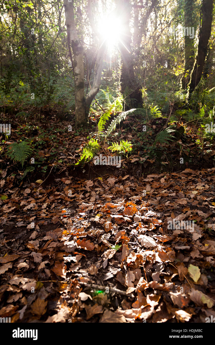 Pengelli forest hi-res stock photography and images - Alamy