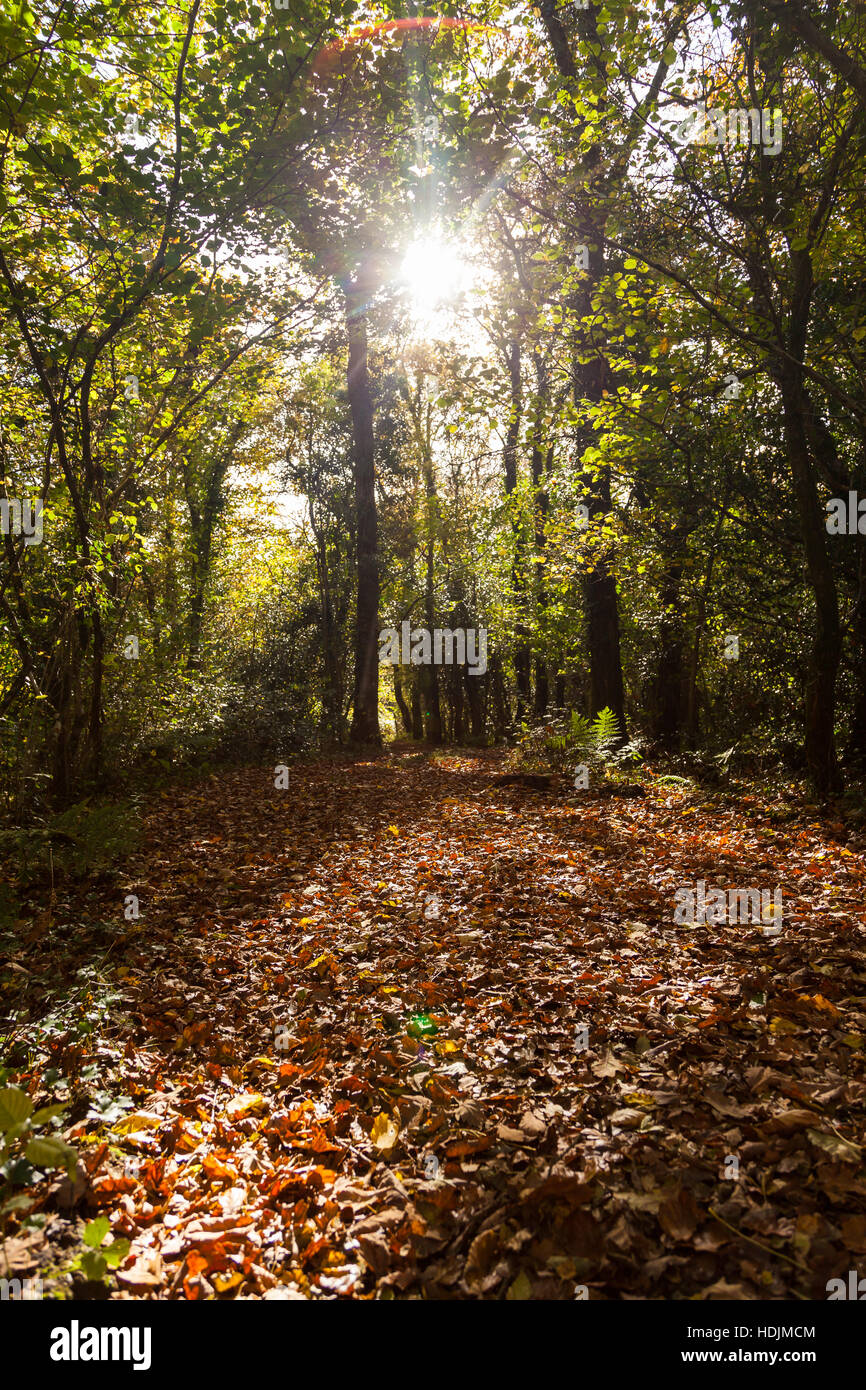 Autumn in the Pengelli Forest, Pembrokeshire Stock Photo - Alamy