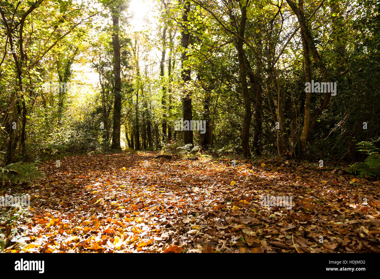 Autumn in the Pengelli Forest, Pembrokeshire Stock Photo - Alamy