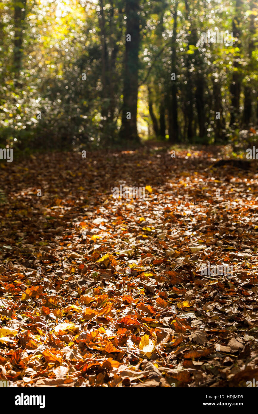 Pengelli forest hi-res stock photography and images - Alamy