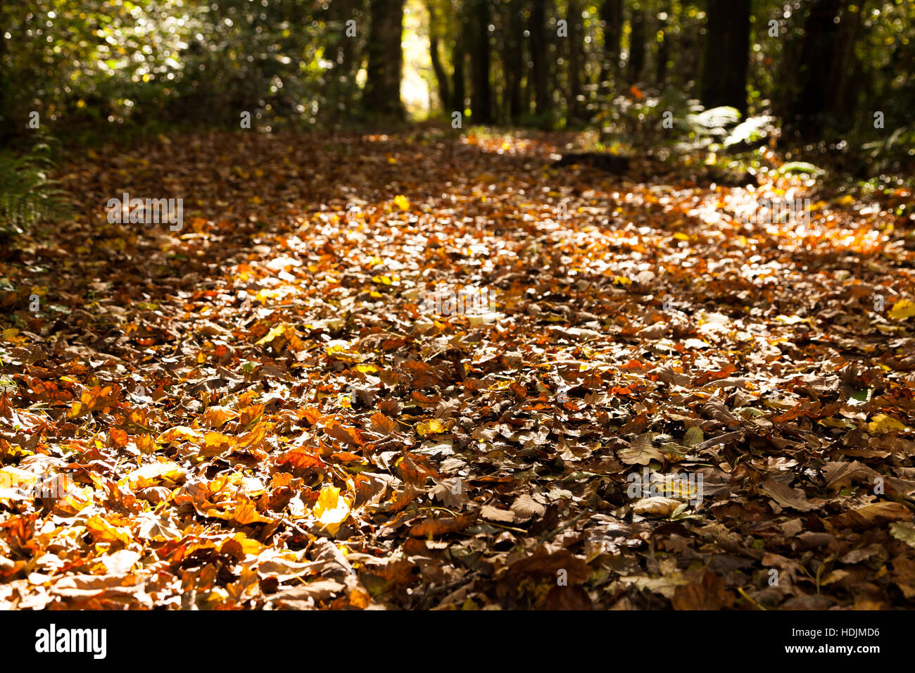 Autumn in the Pengelli Forest, Pembrokeshire Stock Photo - Alamy