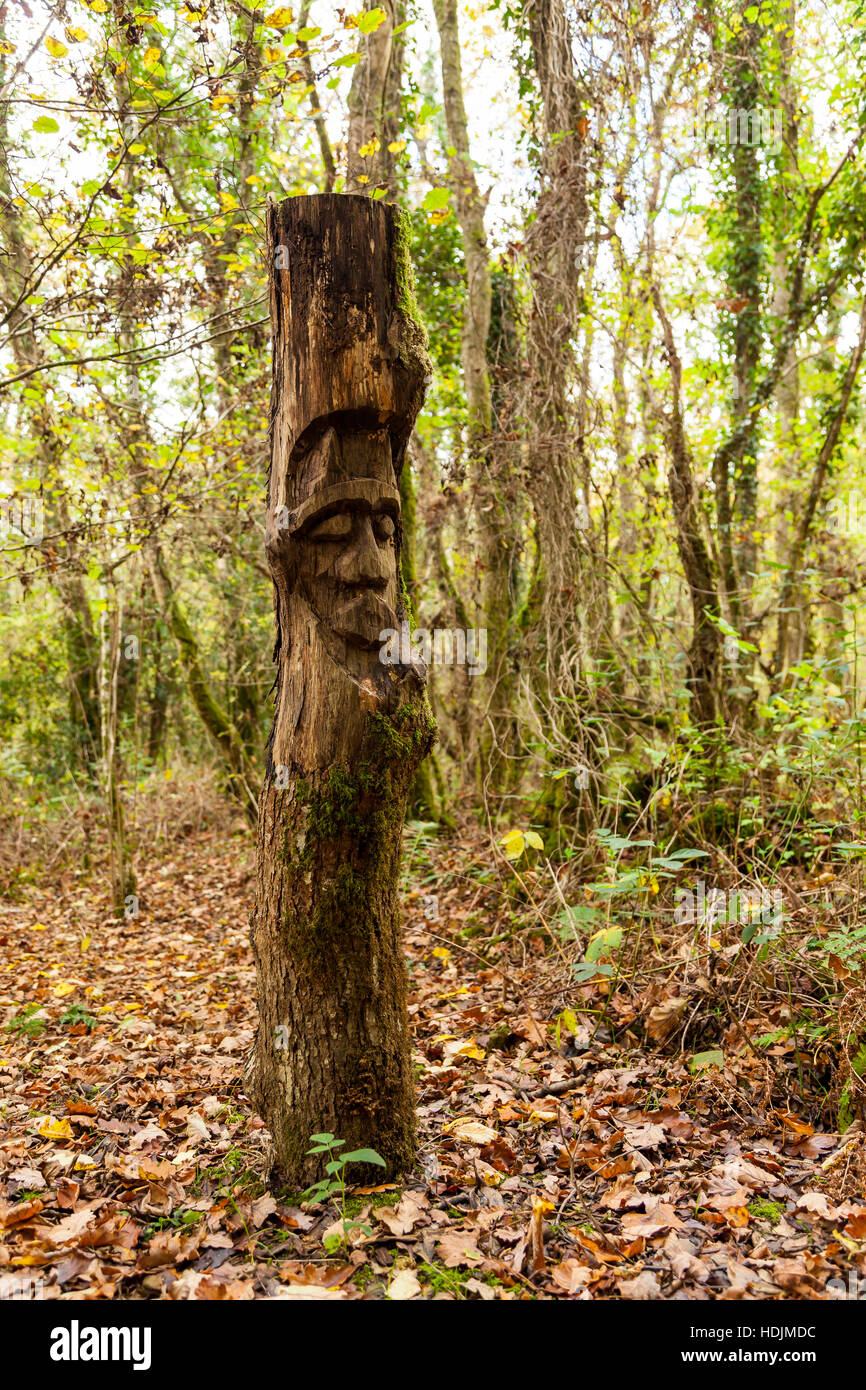 Pengelli forest hi-res stock photography and images - Alamy