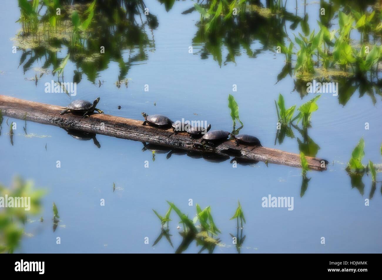 landscape, wildlife turtles, swamp, James River, Chester, Virginia USA ...