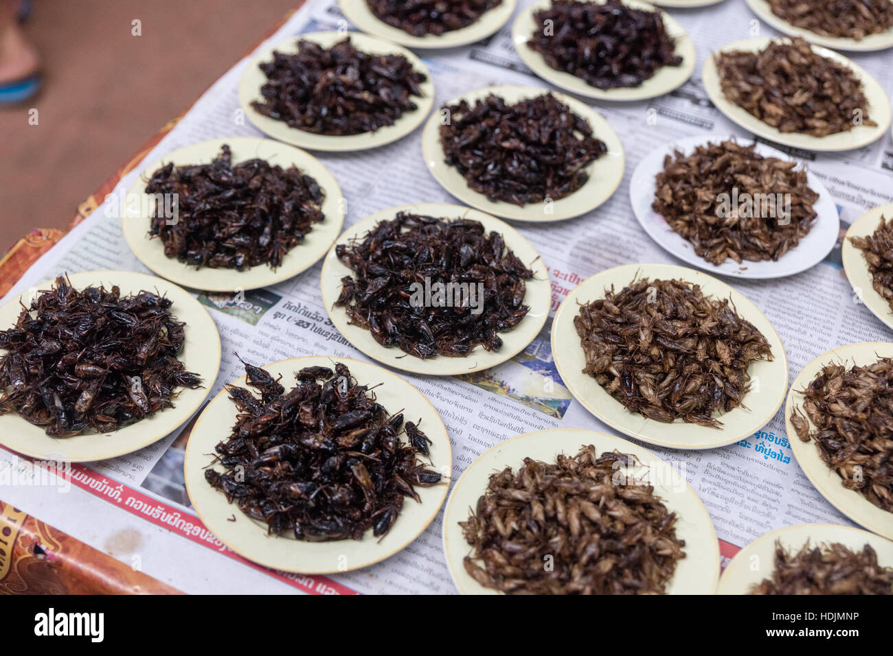 insects exposed in makai market, Vientiane, Laos Stock Photo - Alamy