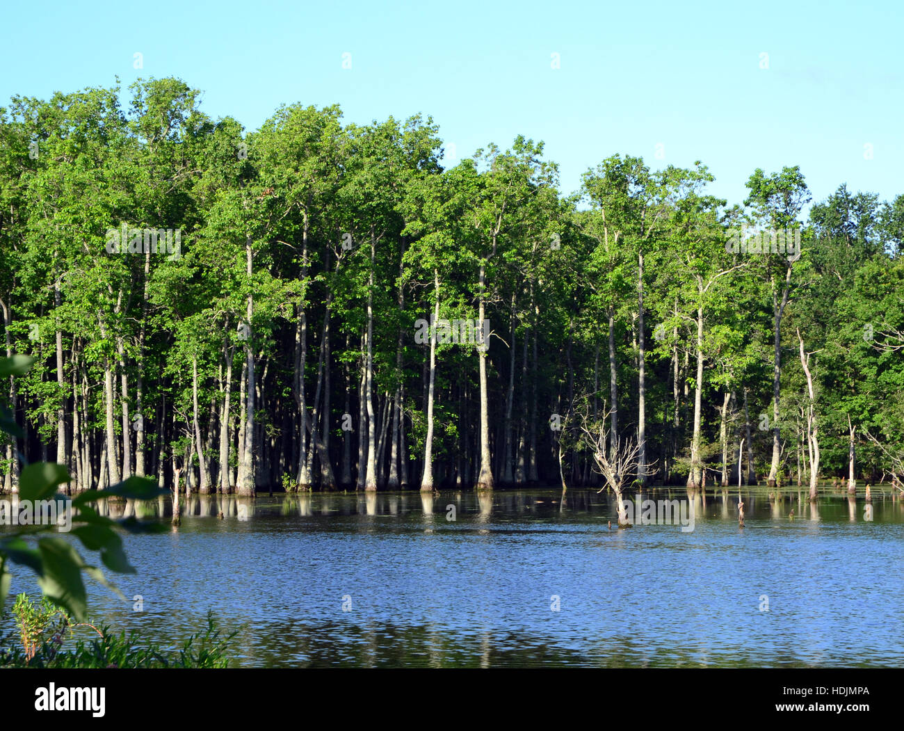 Cyprus trees hi-res stock photography and images - Alamy