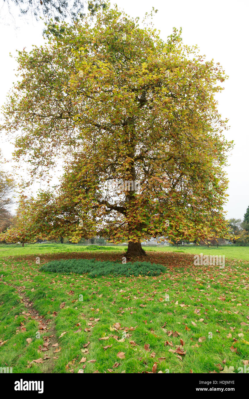 Sycamore tree in autumn hi-res stock photography and images - Alamy