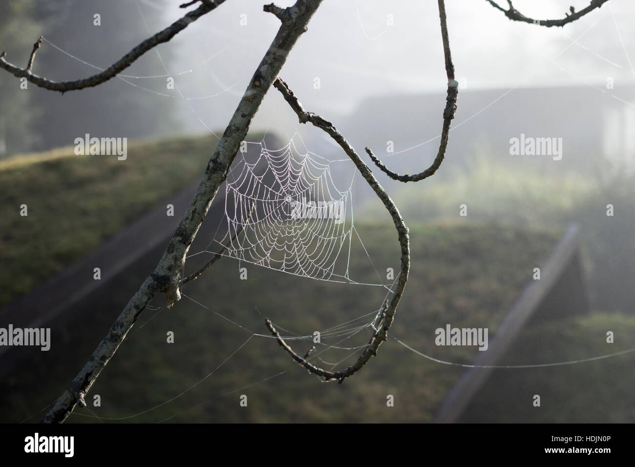 A spider's web in the morning dusk Stock Photo - Alamy