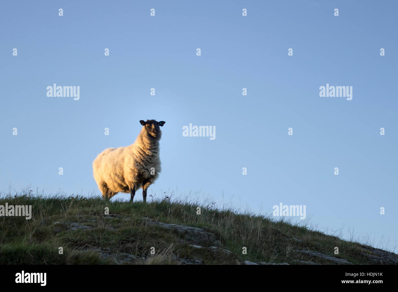 A majestic sheep, standing in the warm afternoon sun, looking over his ...