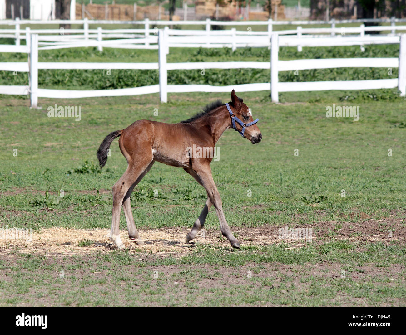 Foal farm hi-res stock photography and images - Alamy