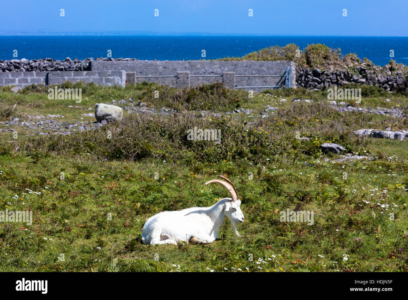 Aran island goat hi-res stock photography and images - Alamy