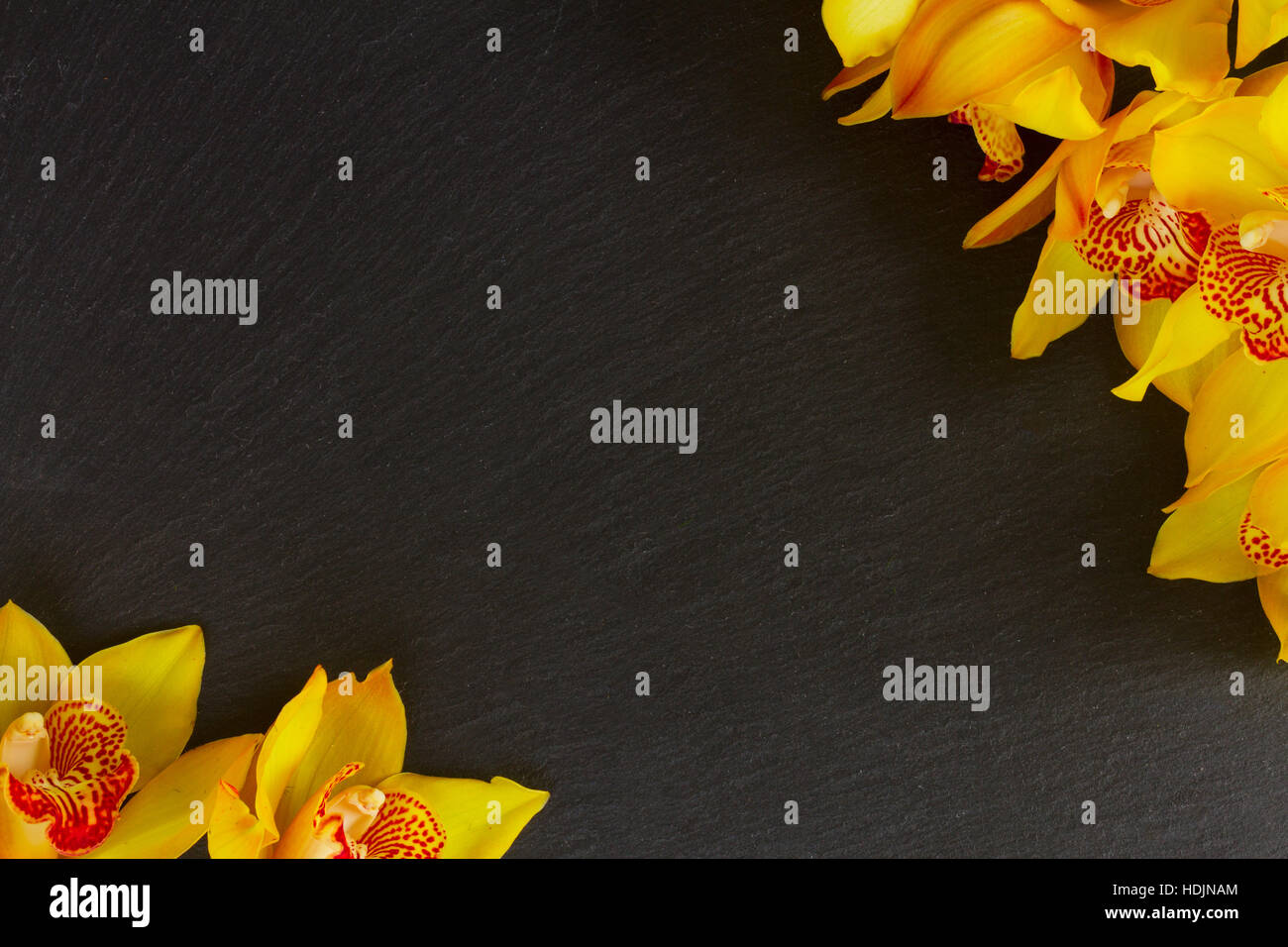 yellow orchid flowers Stock Photo - Alamy