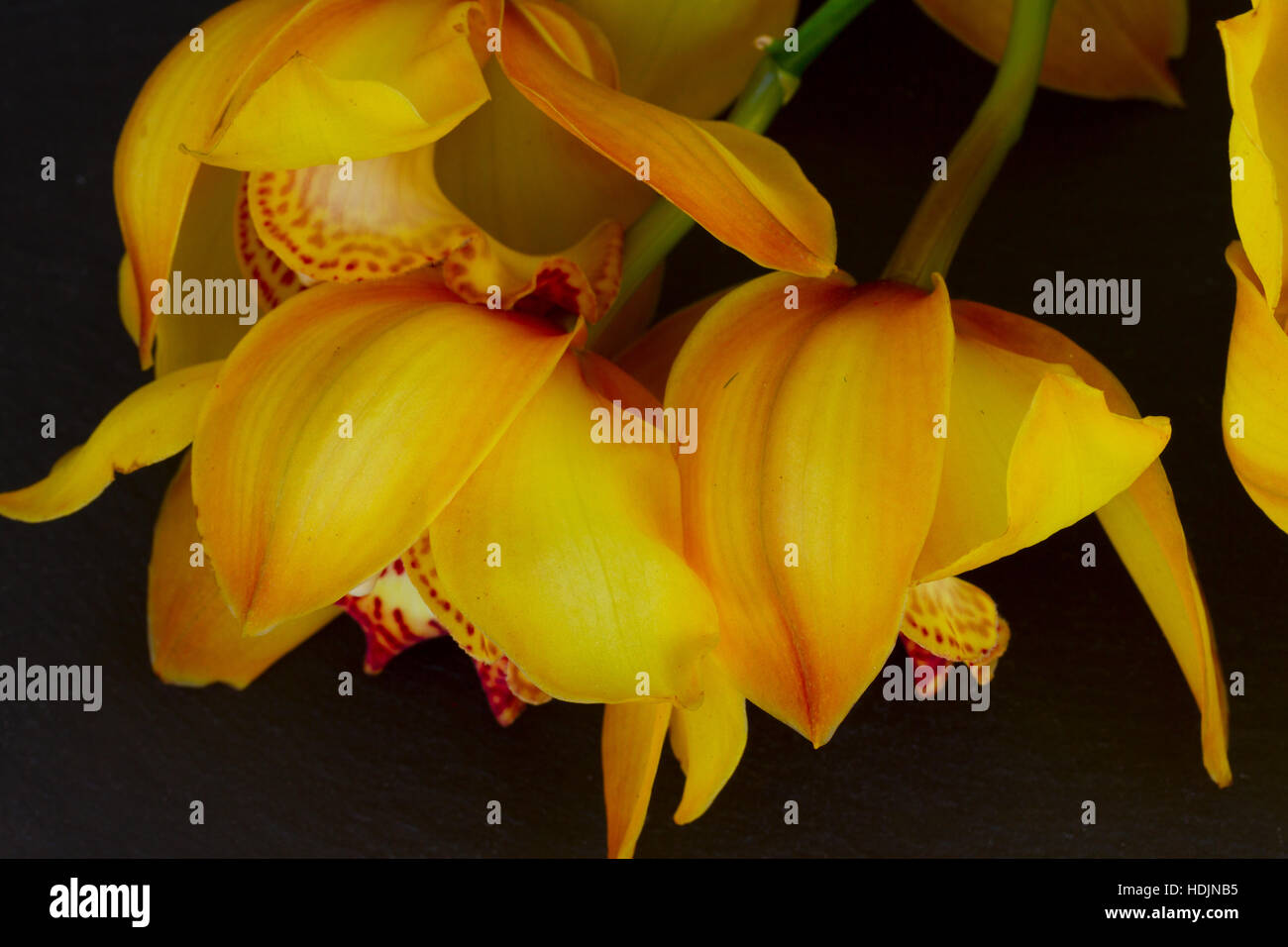 Watercolor branch orchid flower hi-res stock photography and images - Alamy