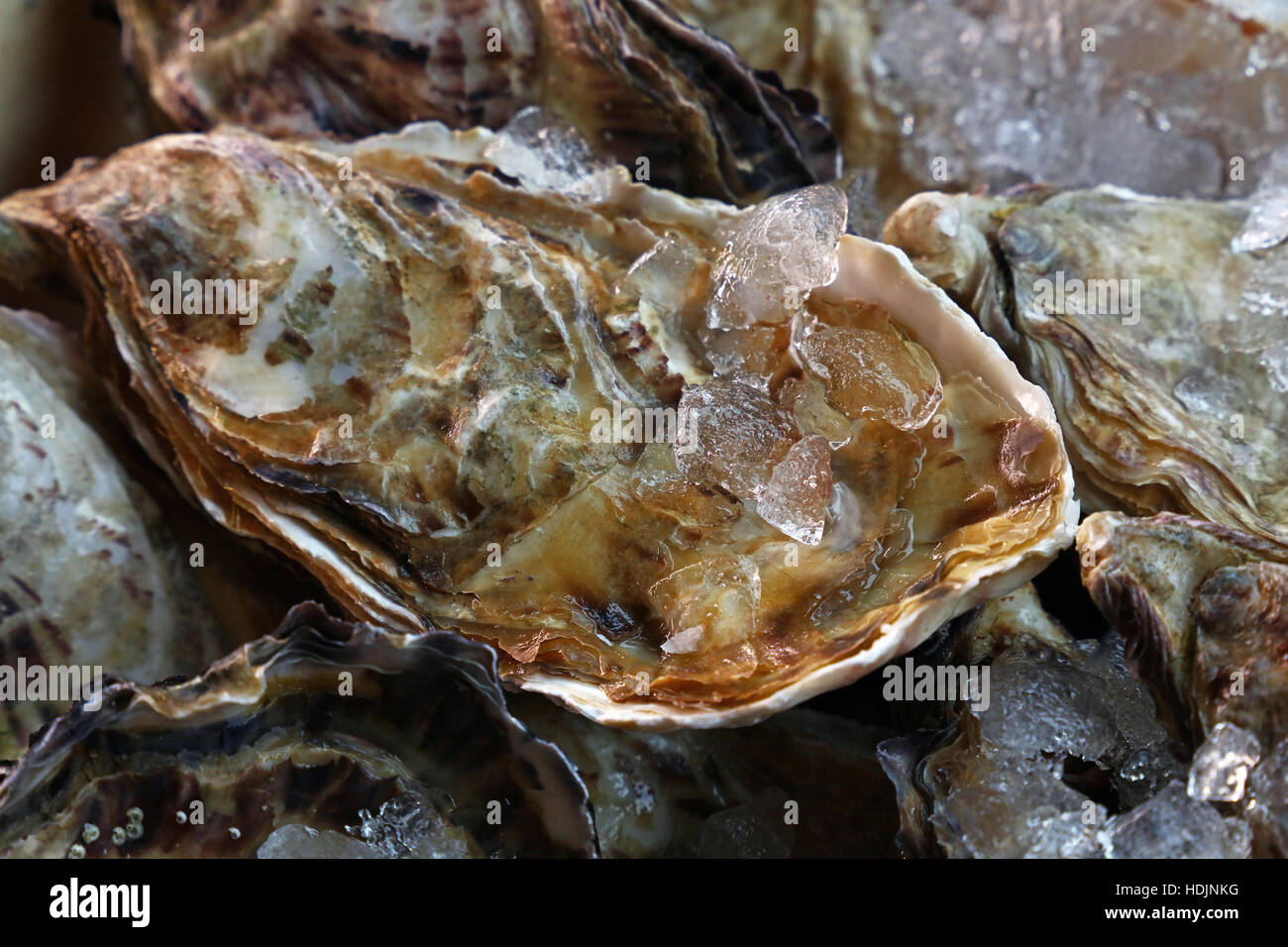 Crushed oyster shells hi-res stock photography and images - Alamy