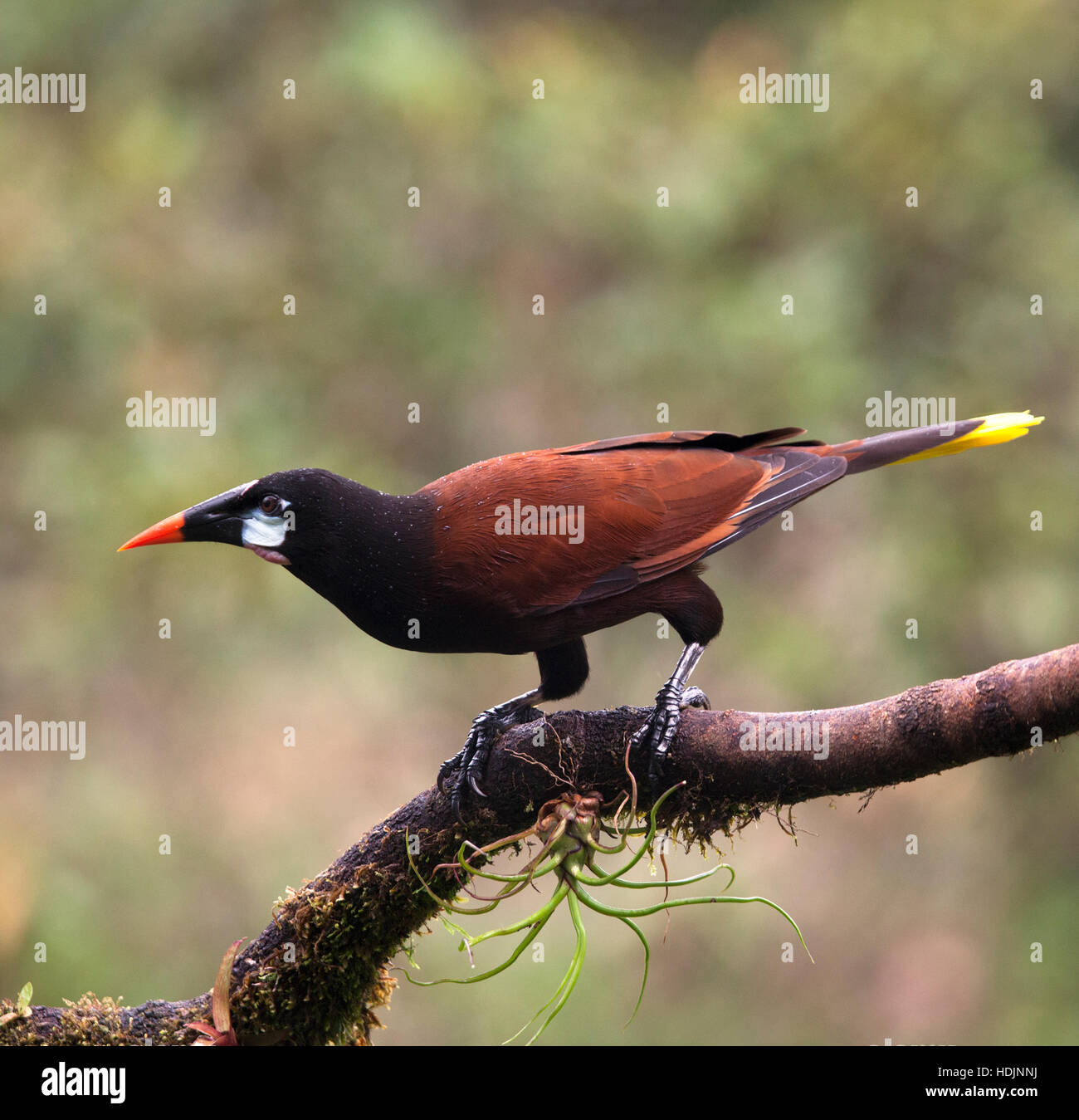 Montezuma Oropendola High Resolution Stock Photography and Images - Alamy