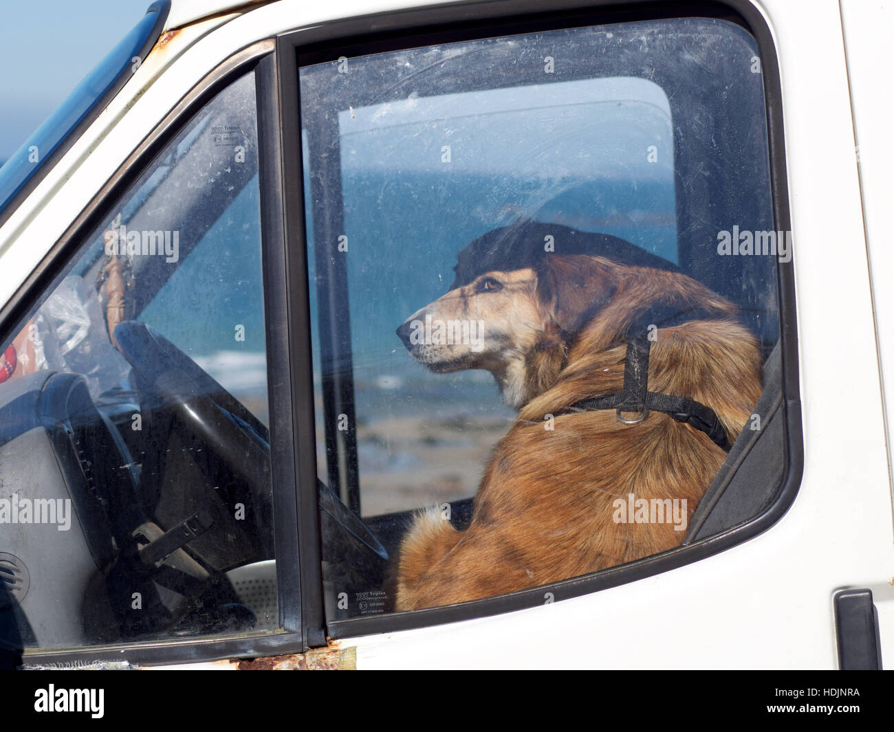 Pet in van hi-res stock photography and images - Alamy
