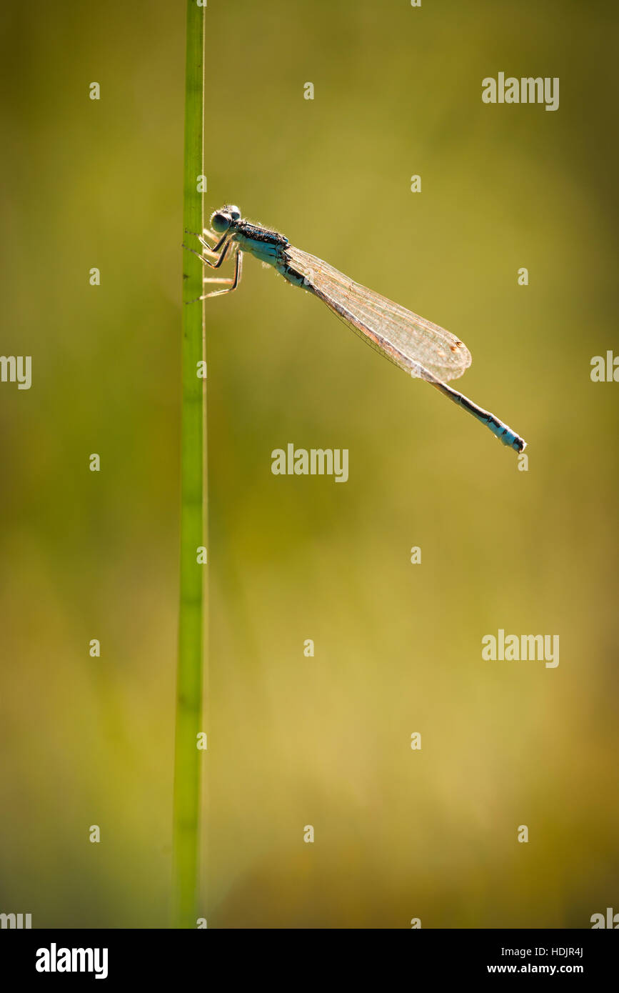 Latchmore brook new forest hi-res stock photography and images - Alamy