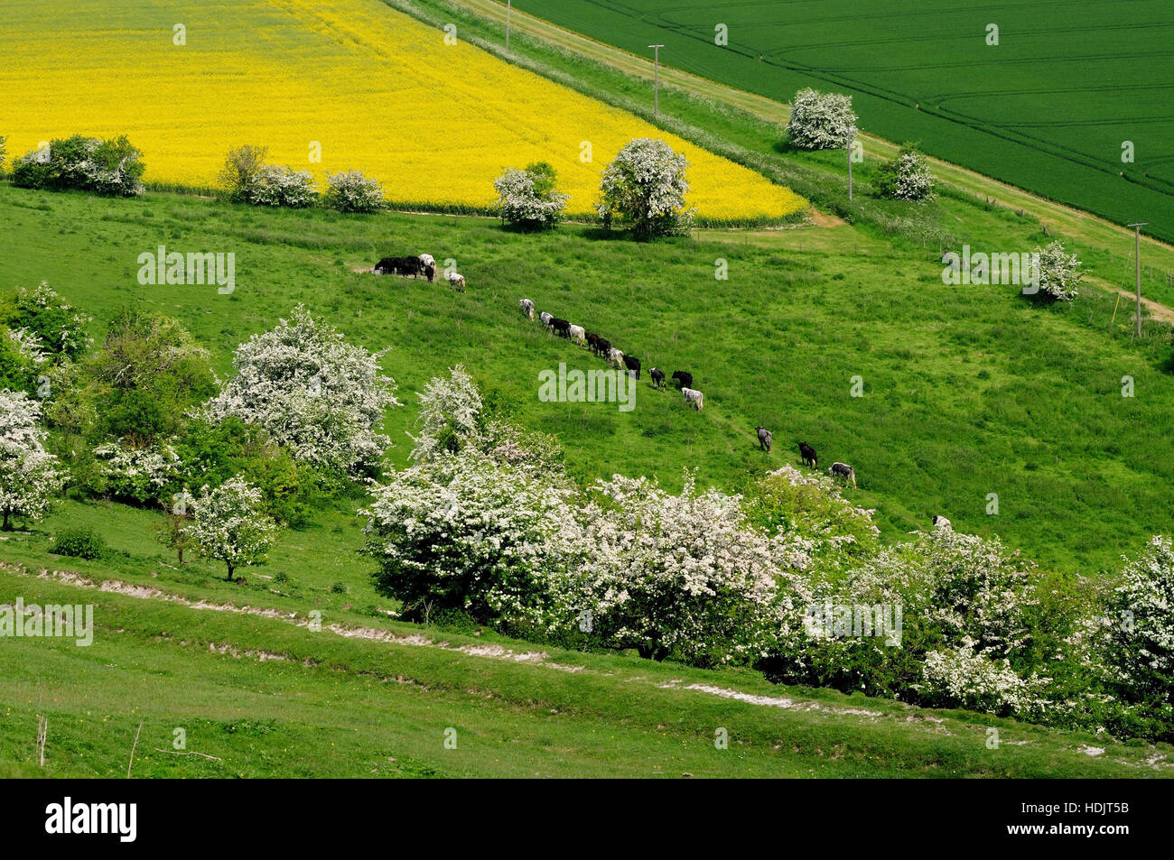 Line of cattle hi-res stock photography and images - Alamy