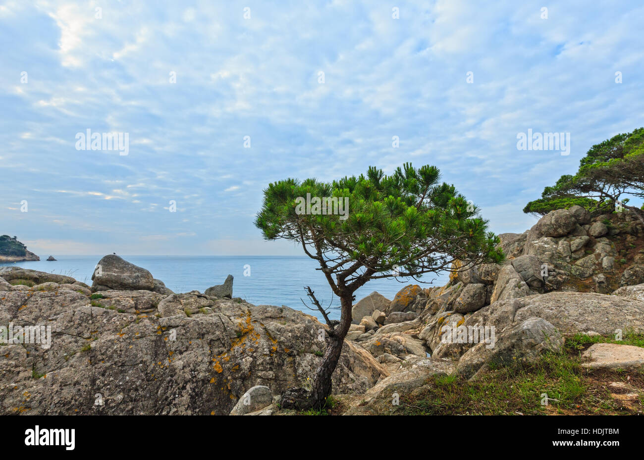 Summer morning sea coast landscape with pine tree in front (near ...
