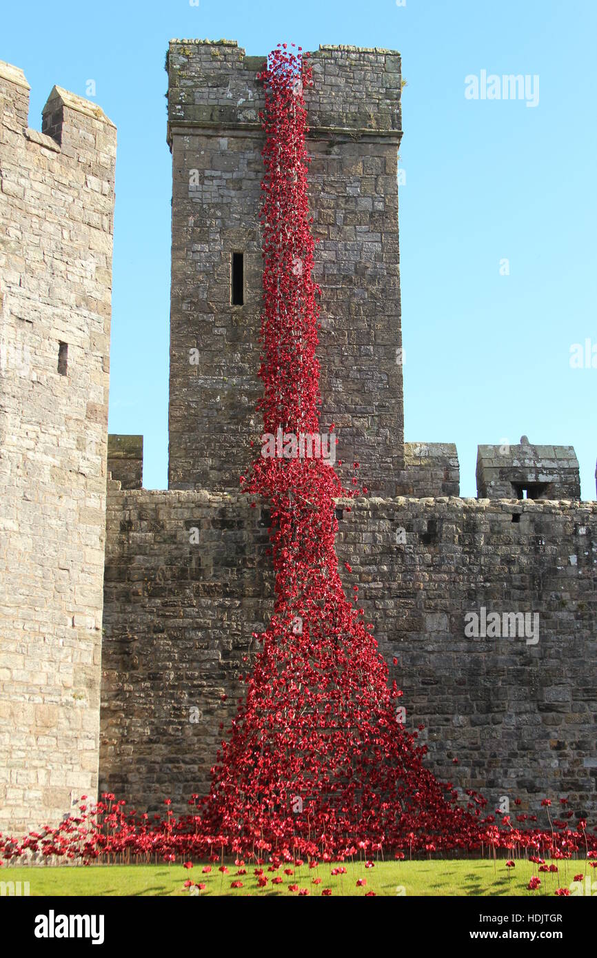 Poppies exhibition: Weeping Window on display at Caernarfon Castle. The ...