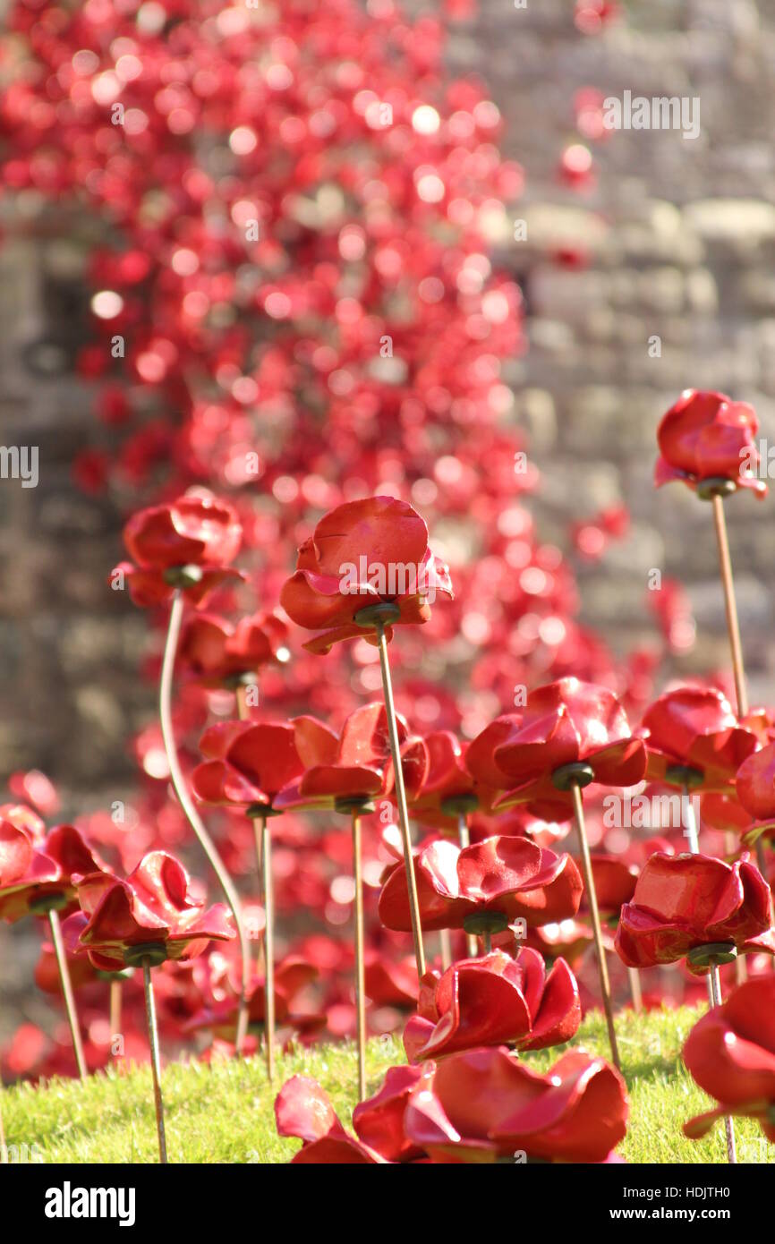 Poppies exhibition: Weeping Window on display at Caernarfon Castle. The ...