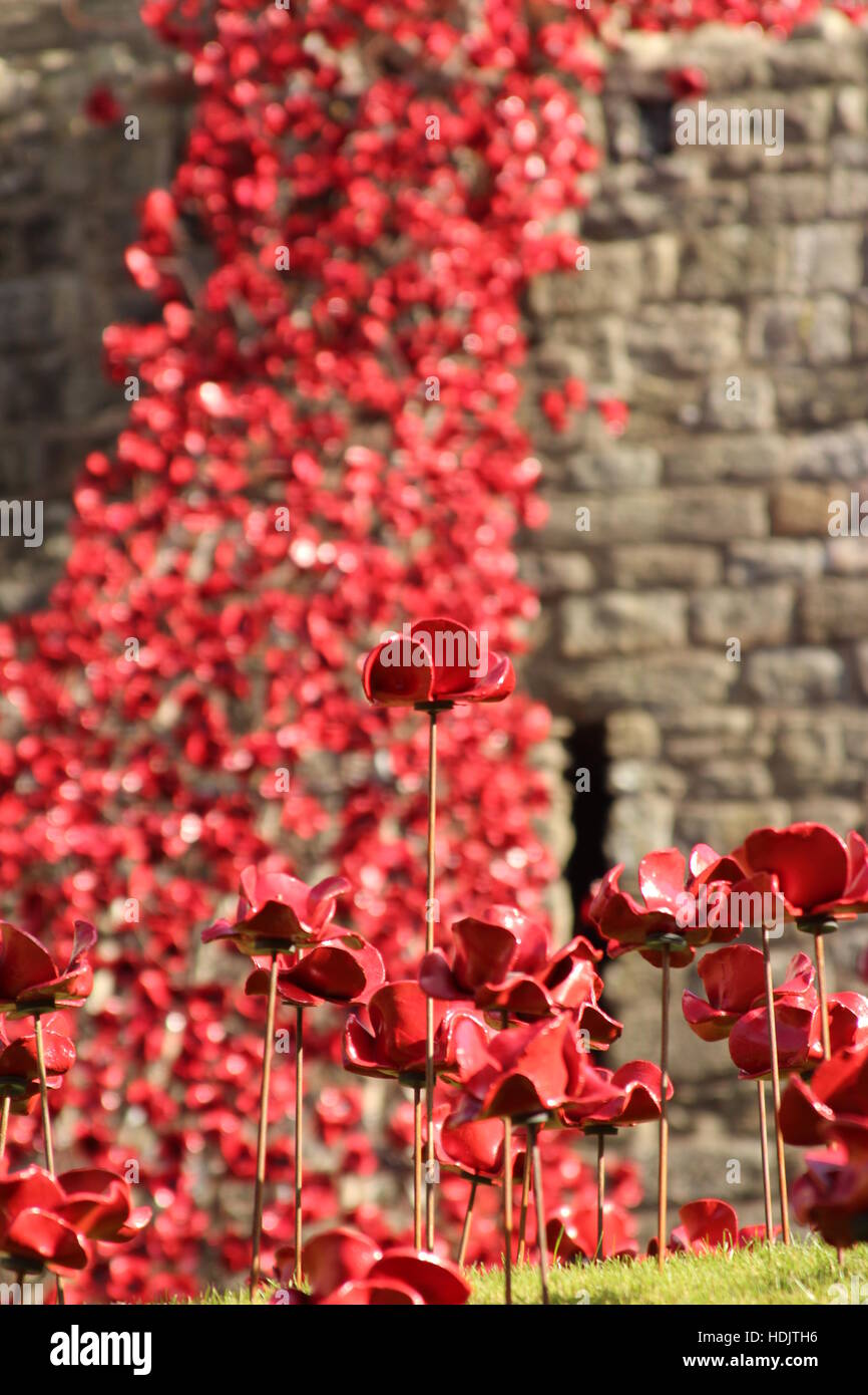 Poppies exhibition: Weeping Window on display at Caernarfon Castle. The ...